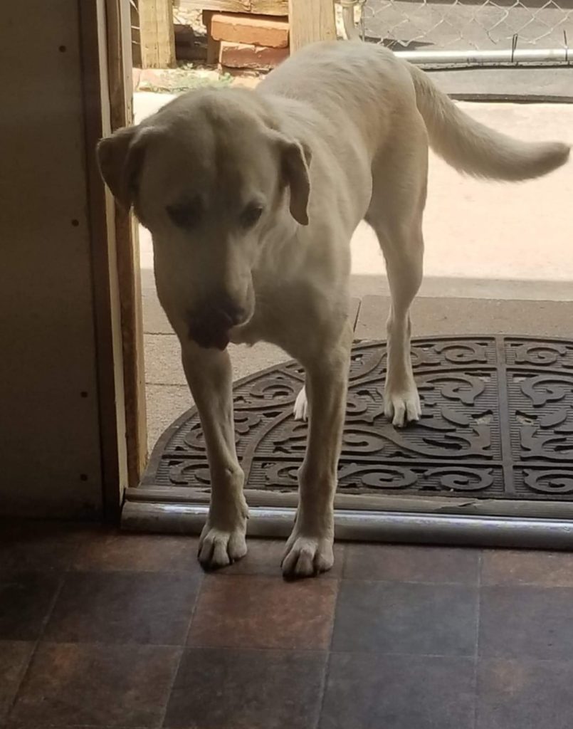 About ALL – 2020 – A Lab for Life