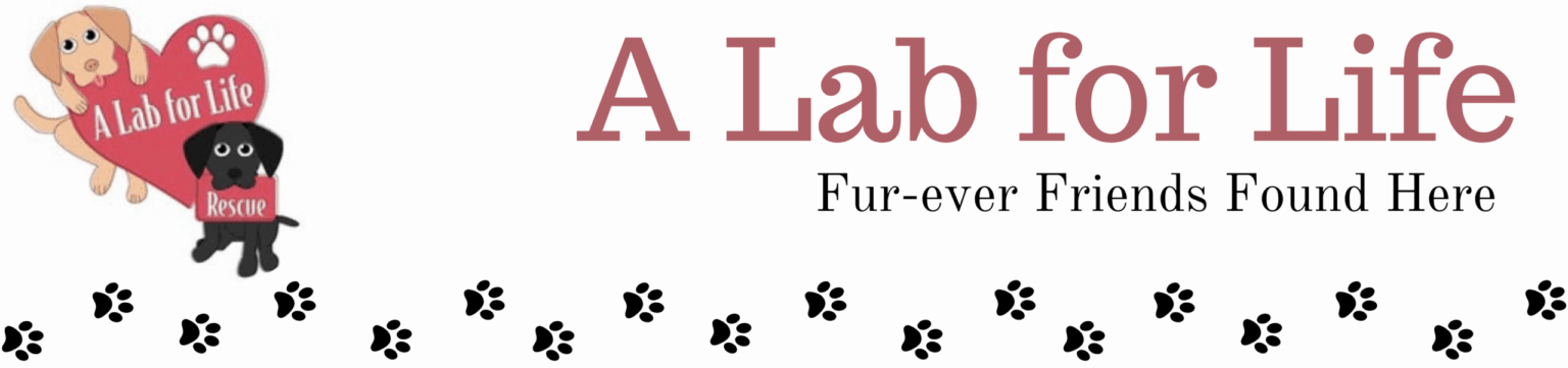 Available Dogs – A Lab for Life